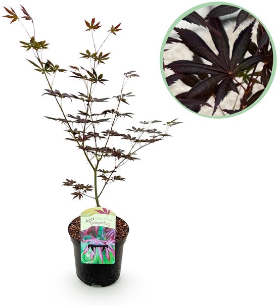 Tuinplantenshop.com | Terrasplant - Japanse Esdoorn - Acer palmatum ...