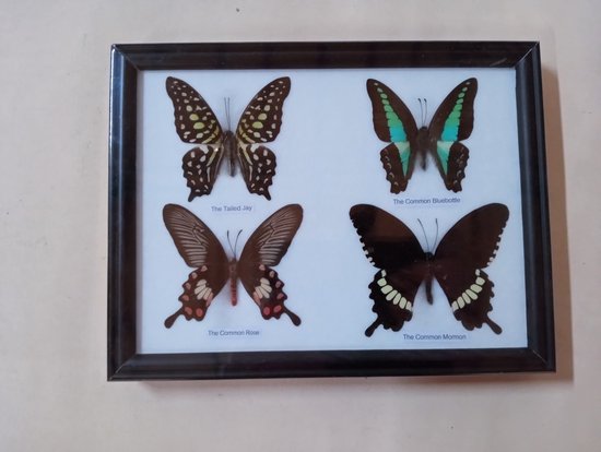 Vlinder vlinders opgezette vlinders insect fotolijst insecten | bol