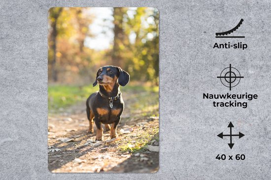 Bureau onderlegger 40x60 cm - Muismat Een mooie Teckel in het bos ...