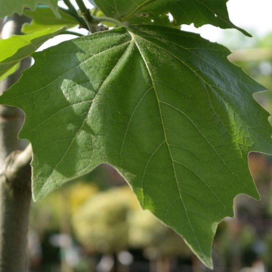 Gewone Plataan | bol.com