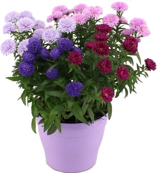 Aster Showmaker Carnaval Quattro ↨ 35cm - hoge kwaliteit planten | bol.com