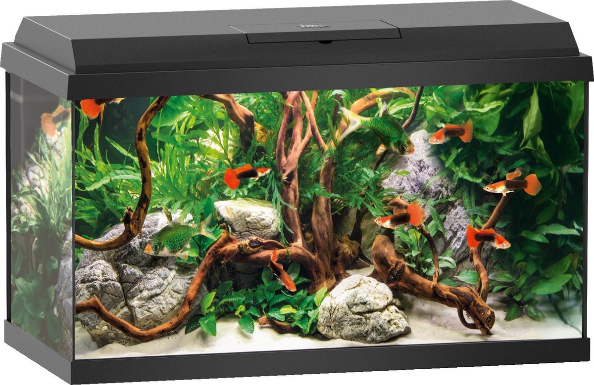 Aquarium Juwel - Primo 60 - met filter - Inhoud: 63 liter - Afmetingen ...