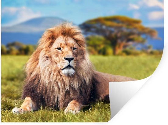 Muurstickers - Sticker Folie - Leeuw - Savanne - Afrika - 120x90 cm - Plakfolie -... | bol