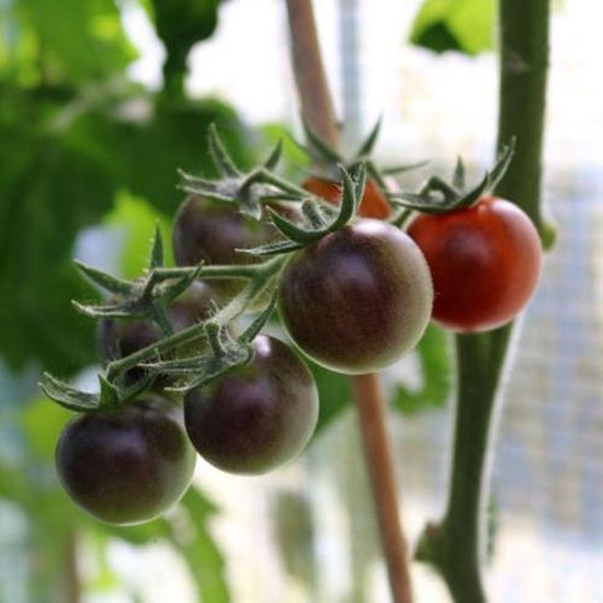 Tomaten zaden - Cherrytomaat Dancing with Smurfs | bol