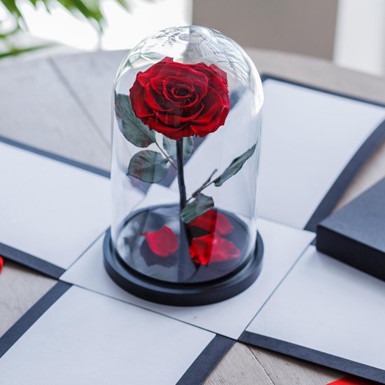 Luxury Rose Premium Rood Roos - Houdbare Roos In Stolp - Echte Roos ...