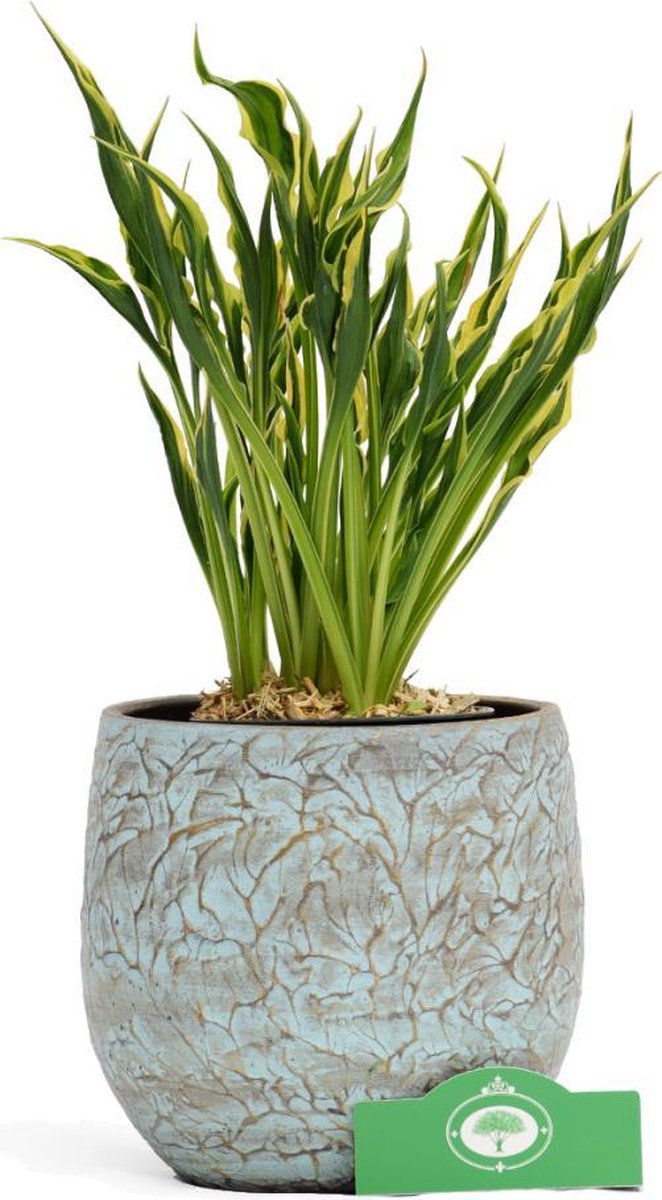 Hosta Hands Up®, vaste plant, 13 cm pot | bol.com