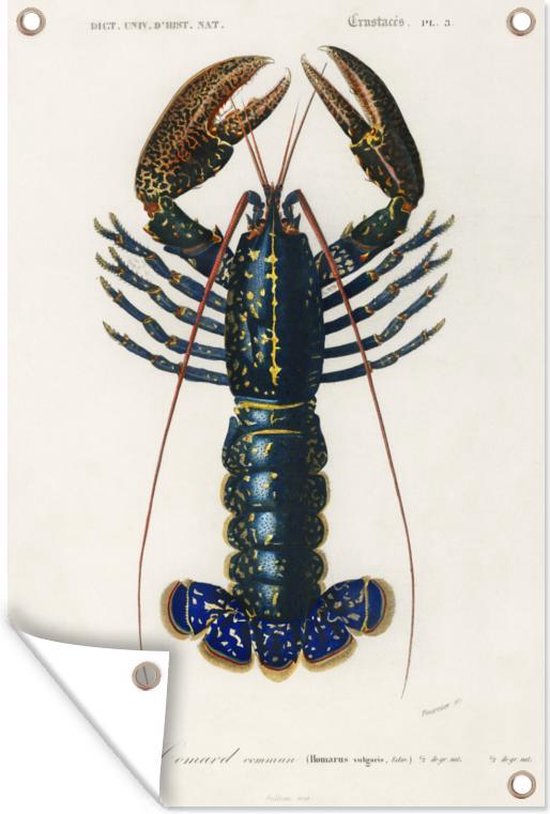 Muurdecoratie Kreeft - Blauw - Vintage - 120x180 cm - Tuinposter ...