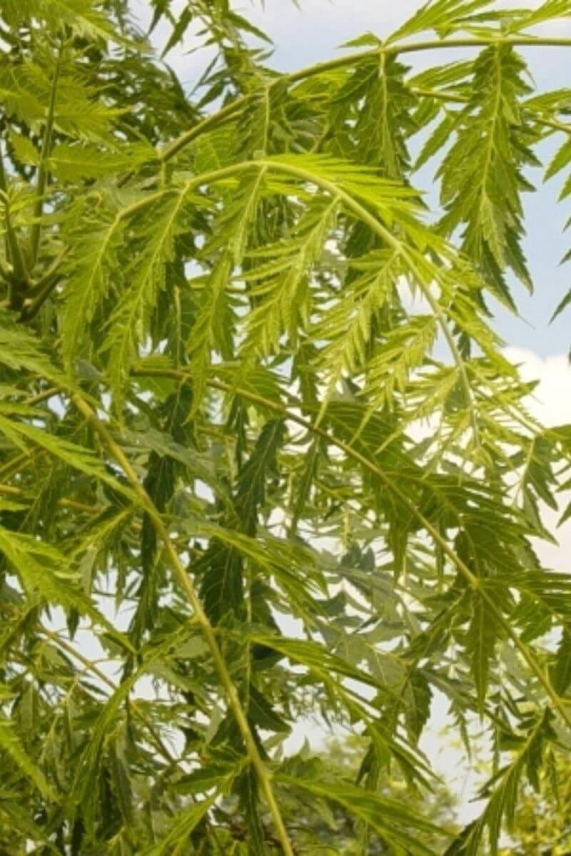 Jonge Fijnbladige Walnoot boom | Juglans regia 'Laciniata' | 100-150cm ...