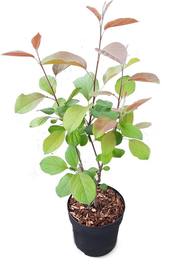 Dwergappelboom | Malus 'Appletini' - Buitenplant in kwekerspot ⌀13 cm ...