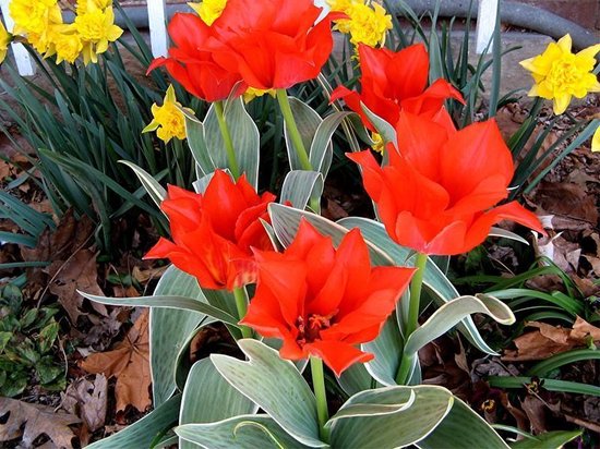 Tulipa Rob Verlinden 12/+ - 30 stuks - greigiitulp | bol.com