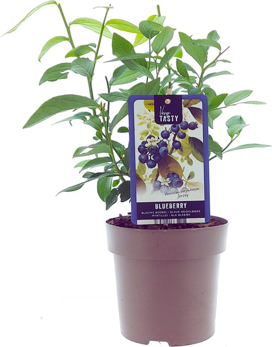 Blauwe bes Jersey - Vaccinium corymbosum - bessenstruik - plant - eigen ...