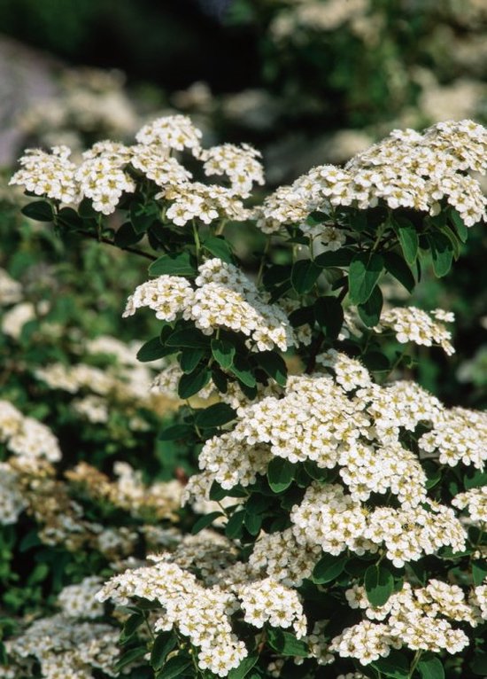 3 stuks | Spiraea nipponica 'Halward's Silver' C1.5 cm | bol