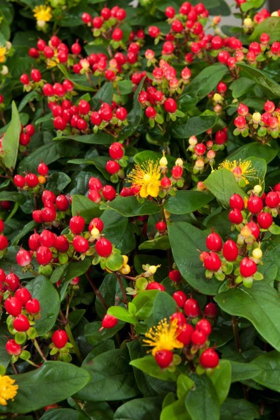 1 stuk(s) | Hypericum Miracle Attraction C2 cm | bol