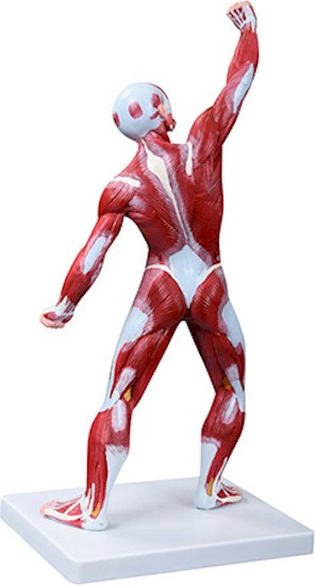 Anatomie model Spieren menselijk lichaam man- 50 cm | bol.com