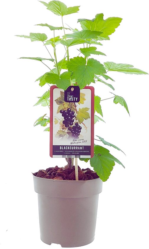 Zwarte Bes - Nigrum Wellington XXX - Cassis fruitstruik ...