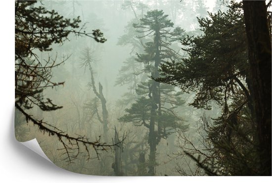 Fotobehang Bos In Mist | bol.com