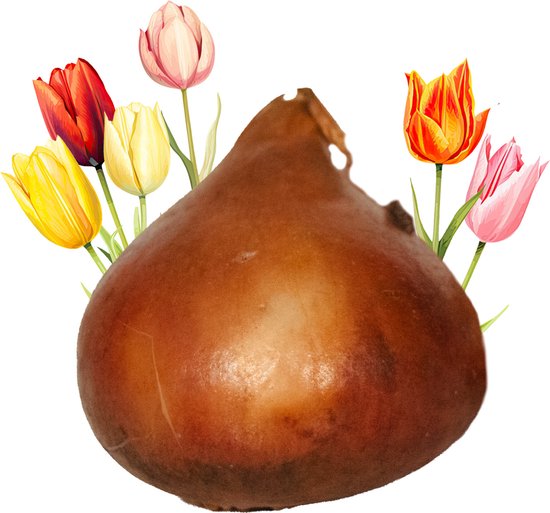 50 Tulpenbollen verpakt in doosje - Bloembollen - Tulpen - Tulp Bollen ...