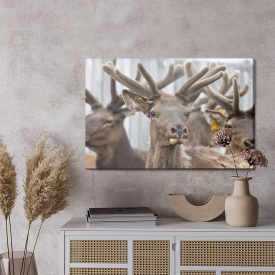 Schilderijkoning - Canvas Schilderij Een Kudde Rendieren - 120 x 80 cm | bol