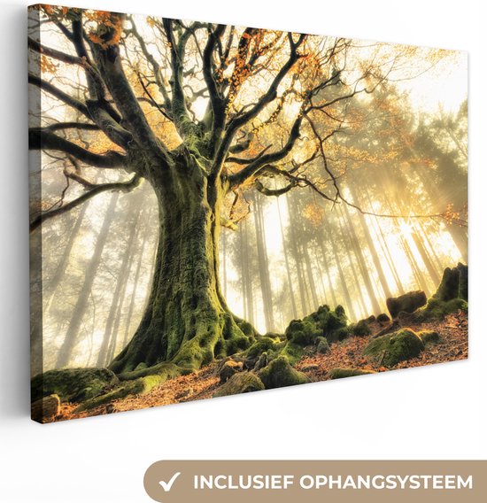 Canvas doek - Foto op doek - Bos - Bomen - Mos - Natuur - Landschap - Muurdecoratie -... | bol
