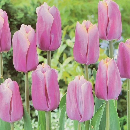 Tulp Holland Beauty 30 stuks tulpenbollen | bol