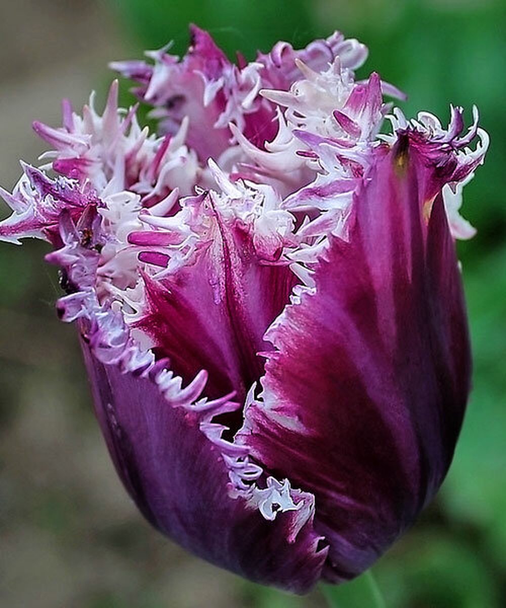 Tulp American Eagle 30 stuks tulpenbollen | bol