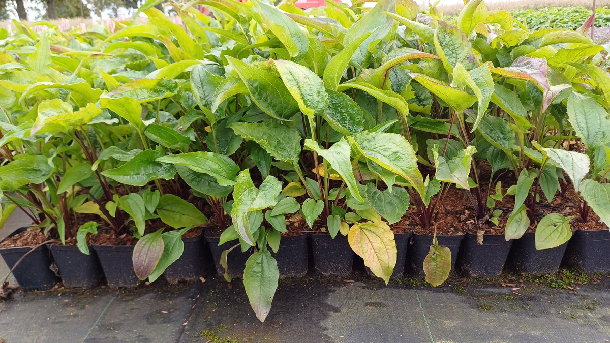 12x Echinacea Purpurea - Zonnehoed - P9 Pot (9x9cm) - Koop Rechtstreeks ...