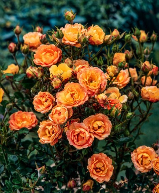 Rozen | Rosa (P) Yellow Fairy - 1.5 liter pot - Set van 3 | bol