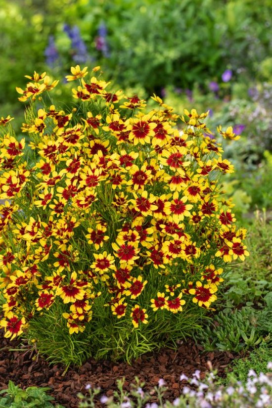 3 stuks | Coreopsis 'Firefly' P9 cm | bol