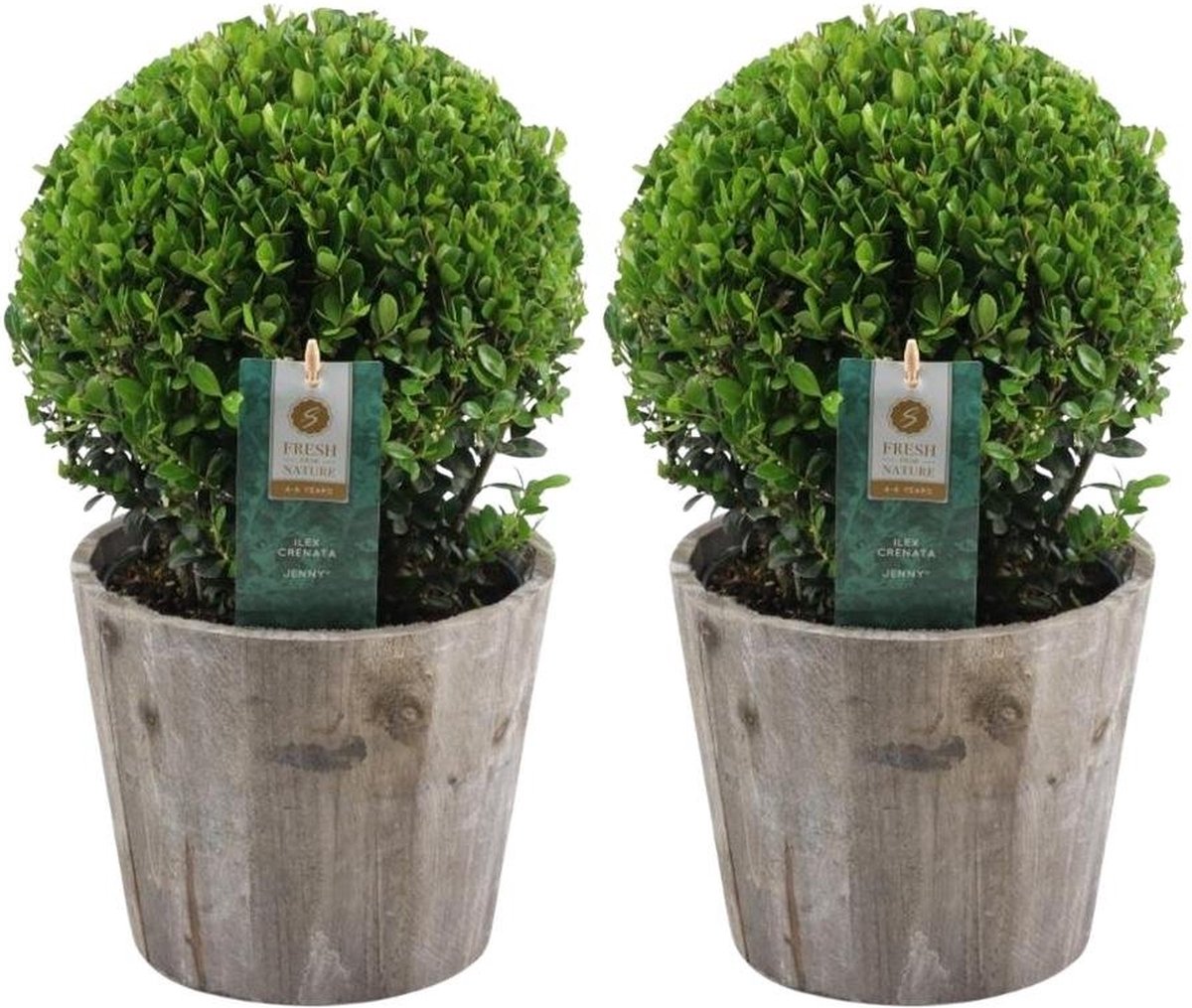 Plants by Frank | echte hulstplant in bolvorm | 2x Ilex crenata 'Jenny ...