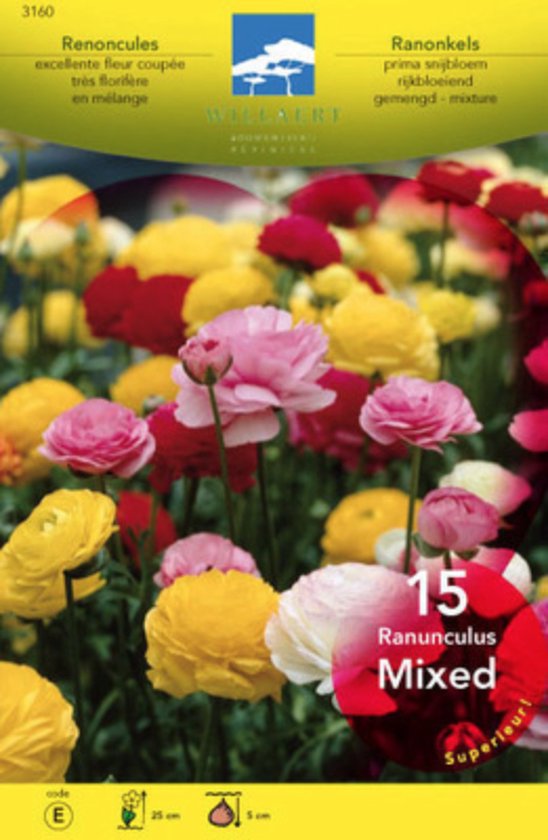 Ranunculus gemengd - mix | bol