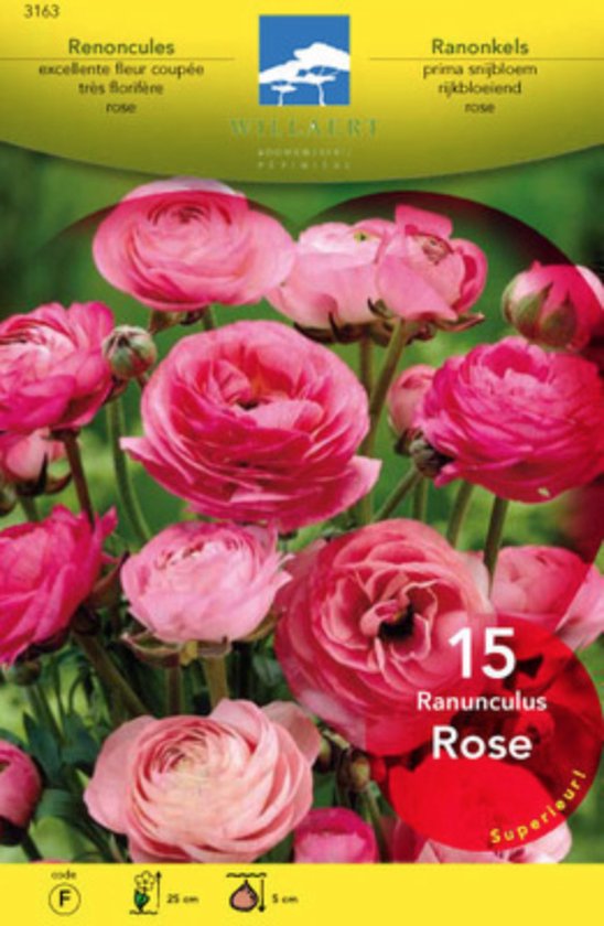 Ranunculus roze/rose | bol