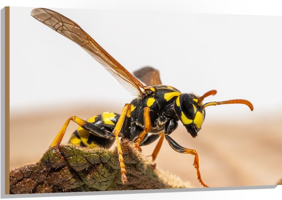 Hout - Wesp staat op stuk hout met vleugels uitgeslagen - 120x80 cm - 9 ...