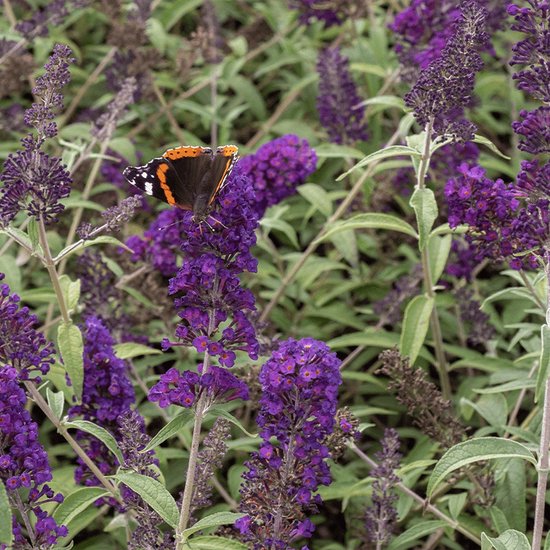 Buddleja Vlinderstruik 'Davidii Royal Red' - Rood-paars, Meerjarig en ...