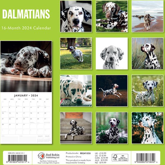 Dalmatians (Dalmatiër) Kalender 2024 | bol