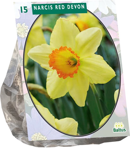 Narcis Red Devon per 15 | bol