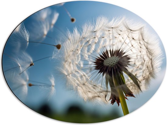 Dibond Ovaal - Half Weggeblazen Paardenbloem met Heldere Lucht ...