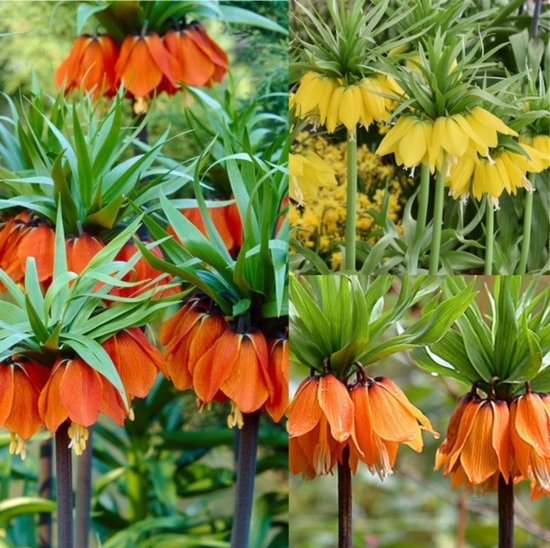 Fritillaria mix 3 stuks - keizerskroon | bol