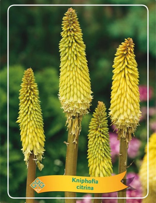 Plants Online - Tuinplanten - Vaste planten - Set van 10 - Kniphofia citrina - 1 liter... | bol