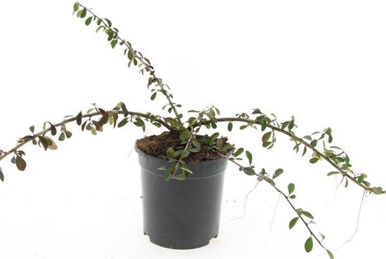 Plants Online - Tuinplanten - Heesters - Cotoneaster radicans 'Eichholz' - 1 liter pot... | bol