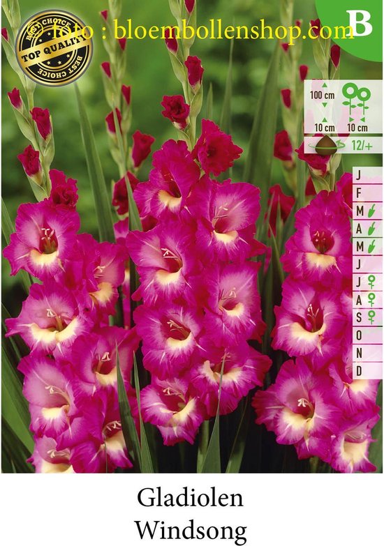 30 bollen GLADIOLEN WINDSONG | bol