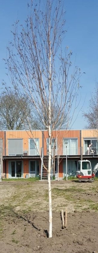 Witte berk - Betula utilis 'Doorenbos' | Omtrek: 6-10 cm | Hoogte: 250 ...