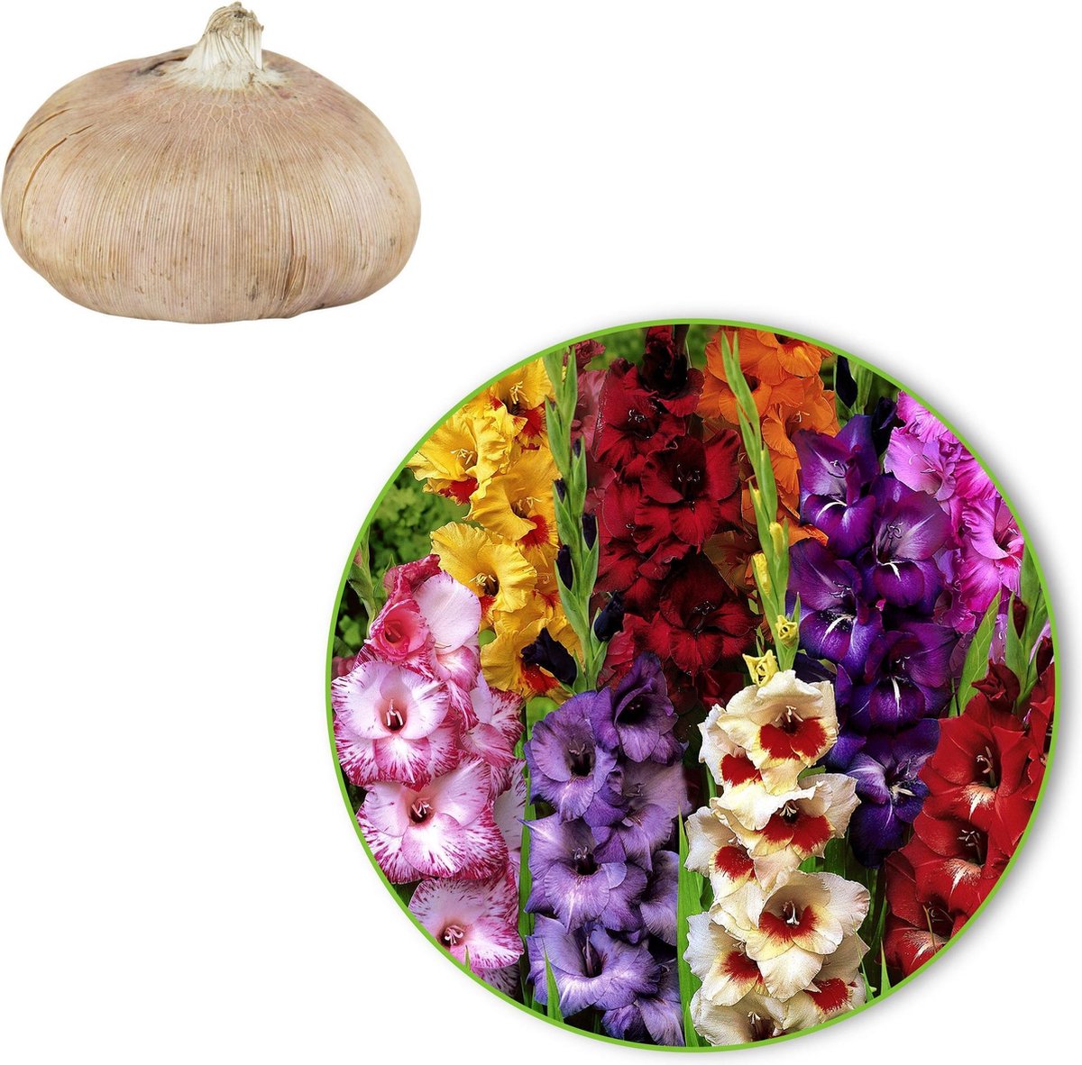 25x Gladiolus - Gladiolen grootbloemig - Bloembollen voor tuin en ...
