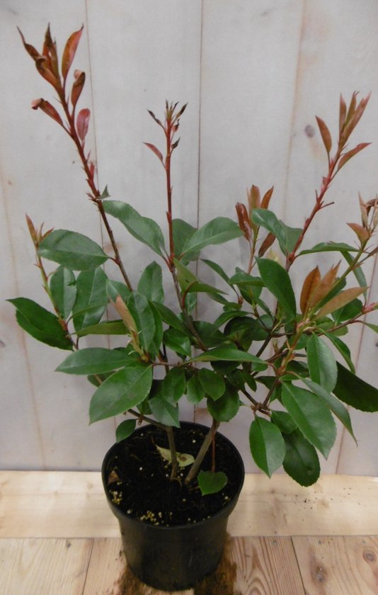 Photinia fraseri Red Robin rood 40 cm | bol