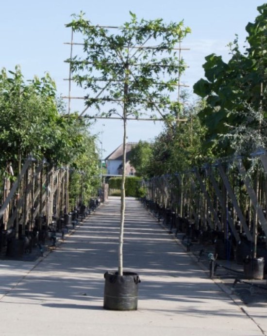 Lei amberboom 220 cm | Liquidambar styraciflua 'Worplesdon' 10-14 cm 220 cm|... | bol