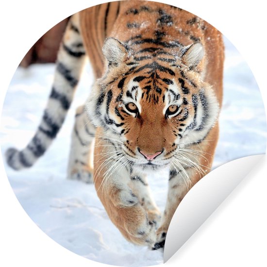 WallCircle - Muurstickers - Behangcirkel - Tijger - Sneeuw - Dieren - ⌀ 140 cm -... | bol