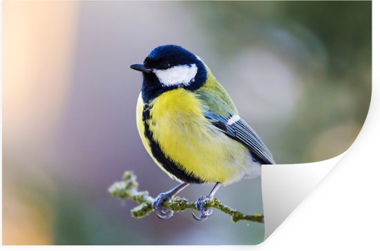 Muurstickers - Sticker Folie - Koolmees - Vogel - Tak - 60x40 cm ...