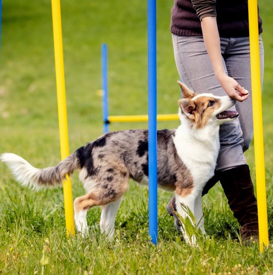 Agility Slalom set 6 delig voor de hond - 100 cm hoog - agility set ...
