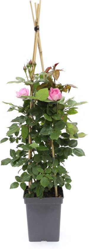 Struikroos - roze bloemen - zeer sterk geurend - ca. 60cm hoog (incl ...
