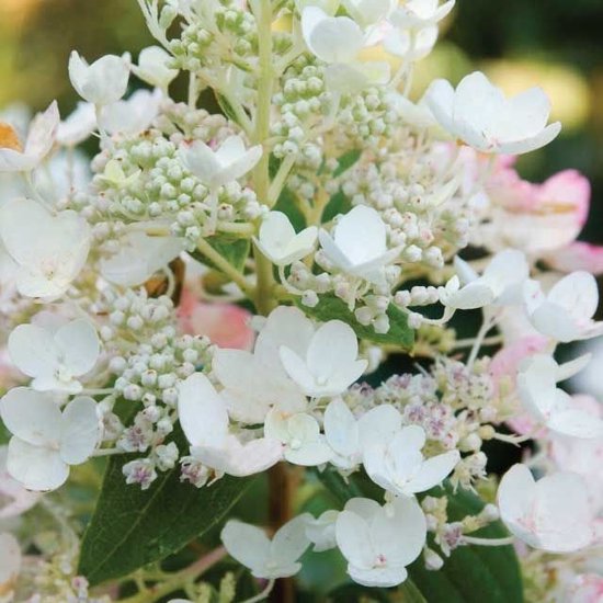 Pluimhortensia - Hydrangea paniculata 'Tickled Pink®' FE® - 40-50 cm | bol