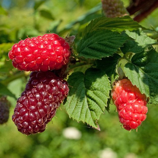 Doornloze braambes - Rubus ‘Tayberry’ - Struik 30-50 cm | bol